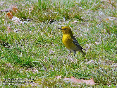 The City Birder: Weekend Birds