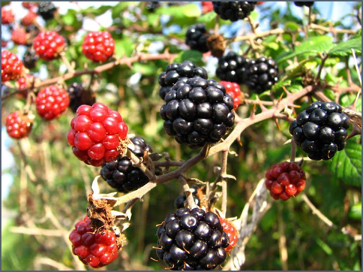jardin de marguerite: Les mûres sauvages
