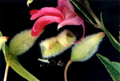 ceritamu ceritaku jua: Pokok Keembong