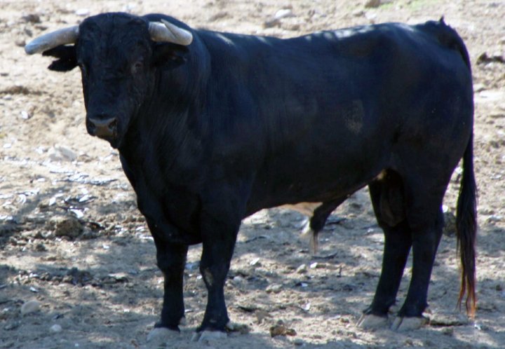 PENYA TAURINA EL BOU DE BORRIANA: TOROS DE LA PENYA EL BOU MISERICORDIA ...