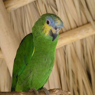 LOS ANIMALES: EL LORO.