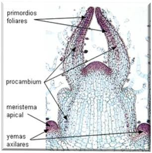 biologia: LOS TEJIDOS VEGETALES