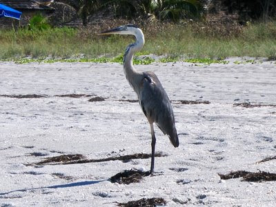 My Viewfinder: Florida sea birds