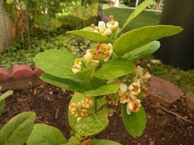 DragonFly Garden: The Key Lime tree is back