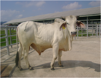 Bela Lembu: Stok Lembu