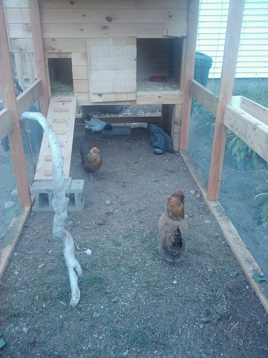 Chicken Head Farm