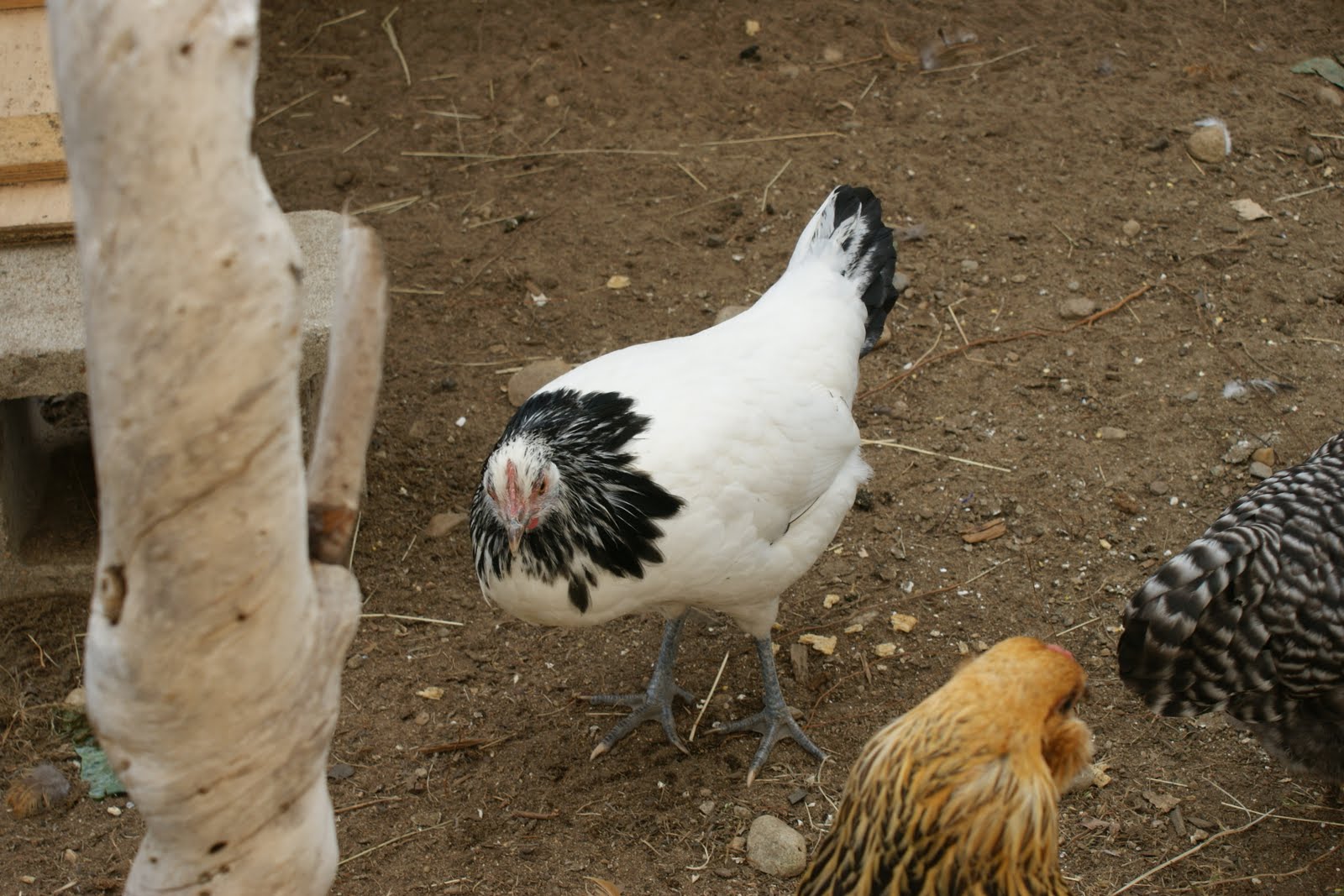 Chicken Head Farm