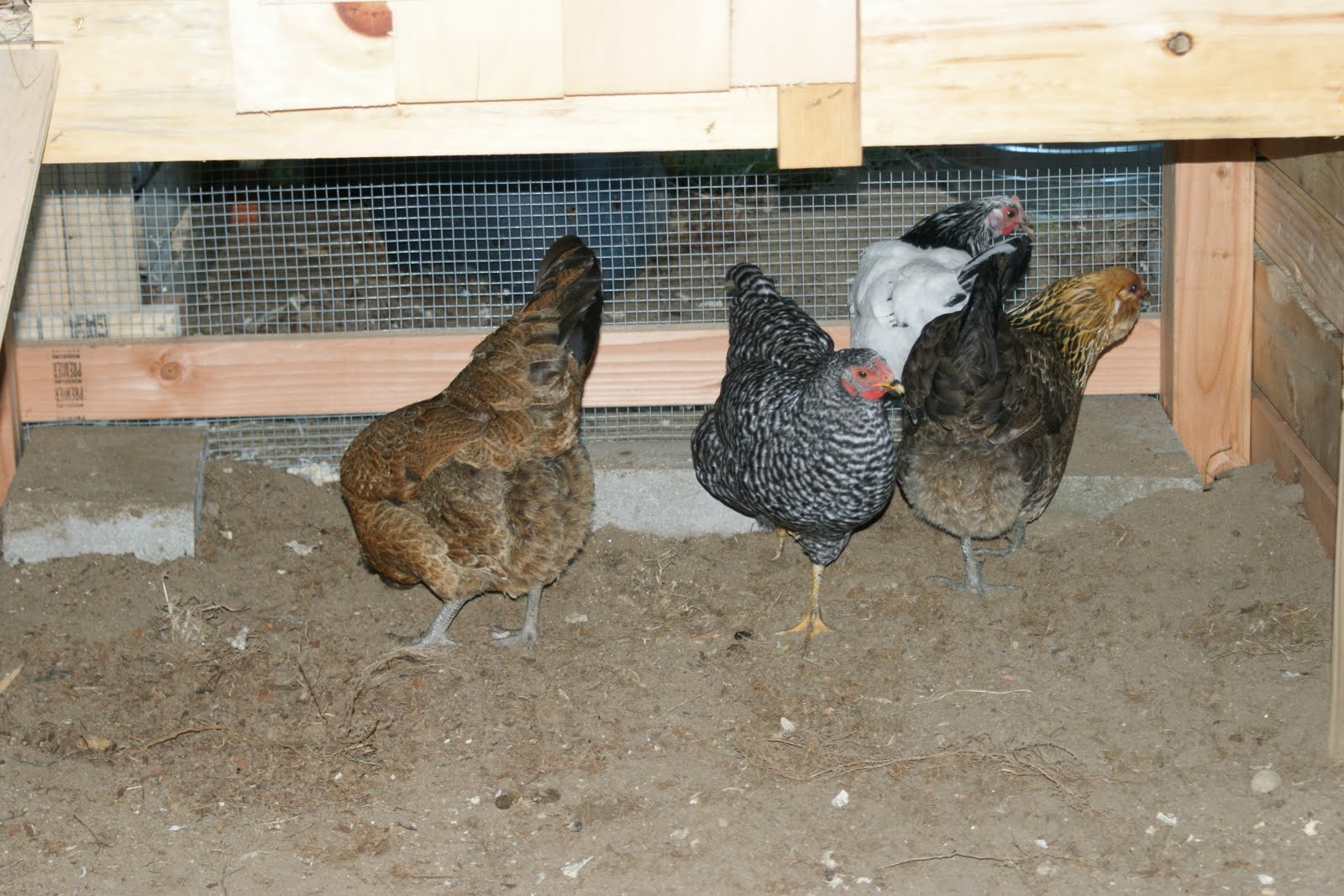 Chicken Head Farm