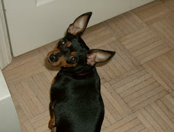 Min Pin Sweater Paradise: Autumn Stripes Crochet Min Pin Sweater