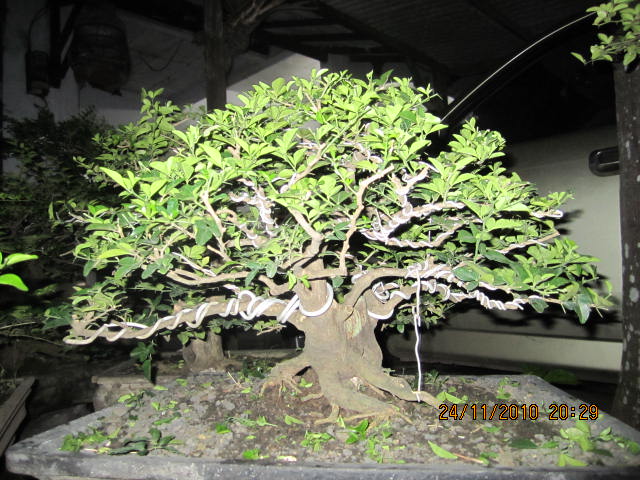 bromo gedali: Bonsai jeruk kingkit 05