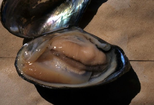 Ernie's Place: South Fork of the Eel mussels. Ernie's Place: South Fork of the Eel mussels.