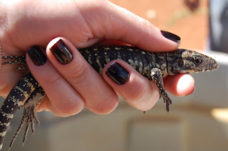 Tupinambis merianae: Criação de Lagarto Teiú - Curiosidades e Informações.