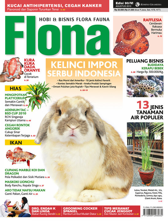 Saung Kelinci: INDONESIA UNDER ATTACK !!! | Rabbit | Angora | Rex ...