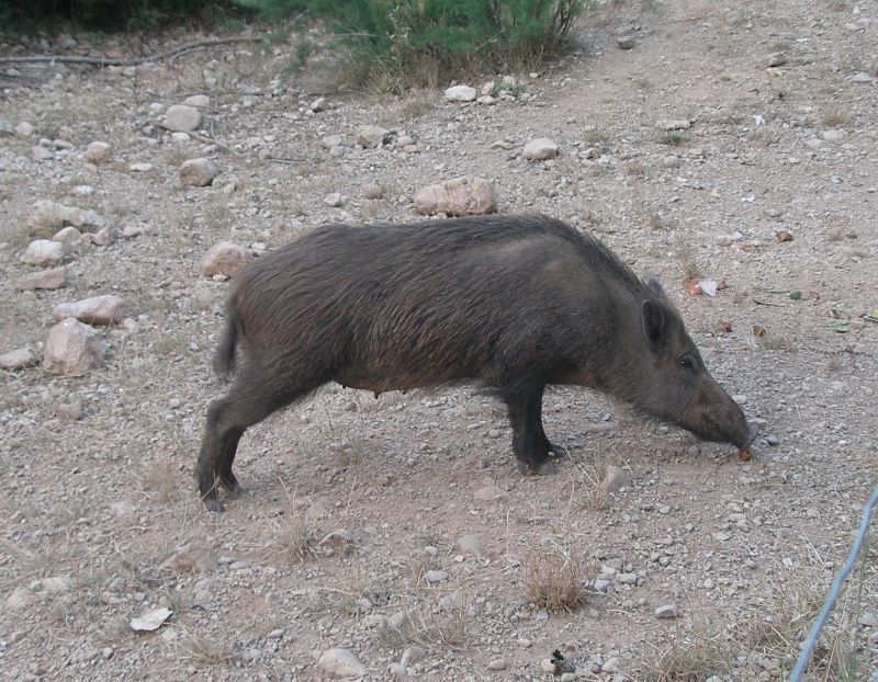 SaLiDaS a La NaTuRaLeZa: Fauna en la Sierra de Cazorla