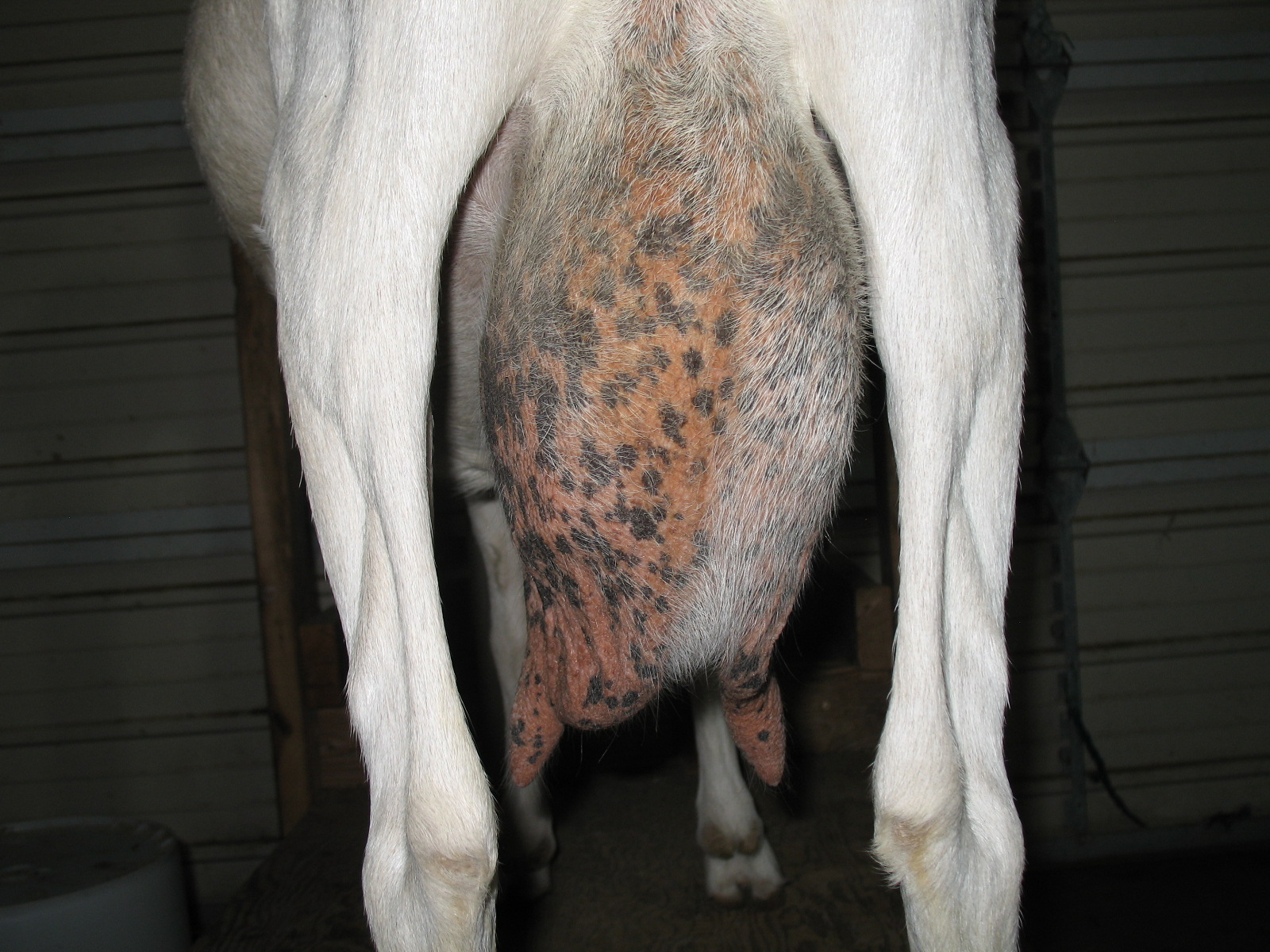 Winner of the “Ugliest Udder” Contest! - My Welcome Home Farm
