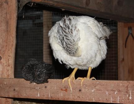 Life After Rowangarth Farm: Madcap Monday - Chicken magic tricks