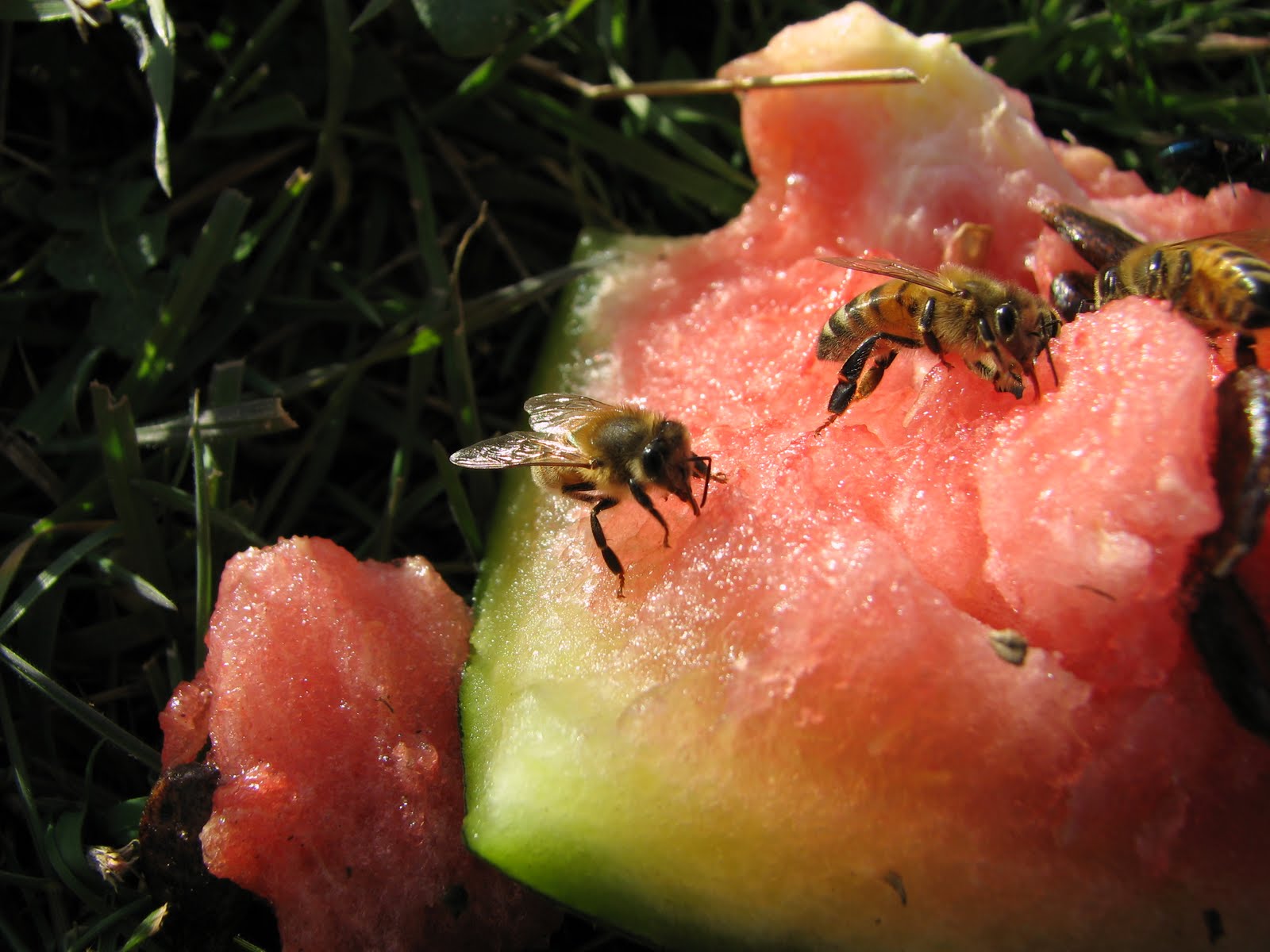 Beeginning Beekeeper: We're not the only ones who like watermelon