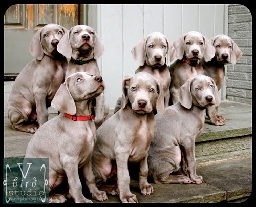Grayhart Weimaraners: How To Choose A Weimaraner Breeder