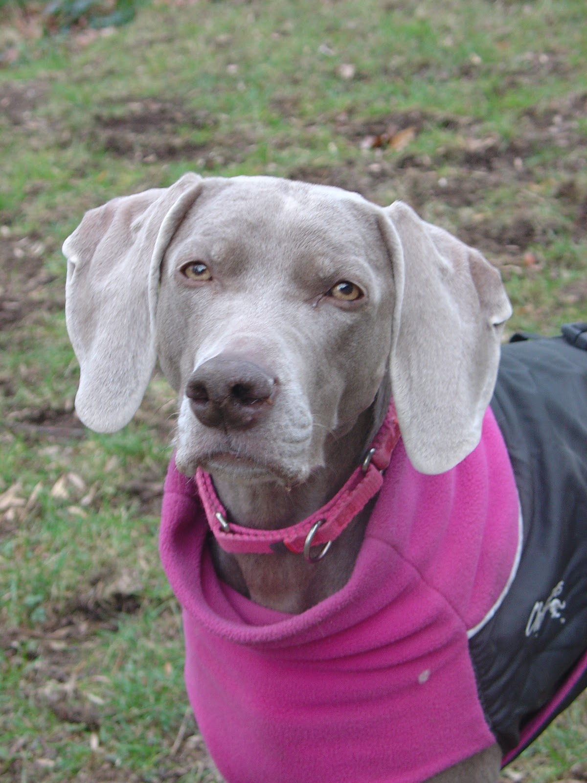 Grayhart Weimaraners: Chilly Dogs