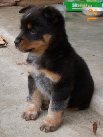 Texas Heeler Dogs: My New Texas Heeler Puppy