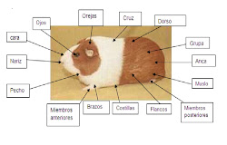ExportPeruCuy: CONOCIENDO AL CUY...