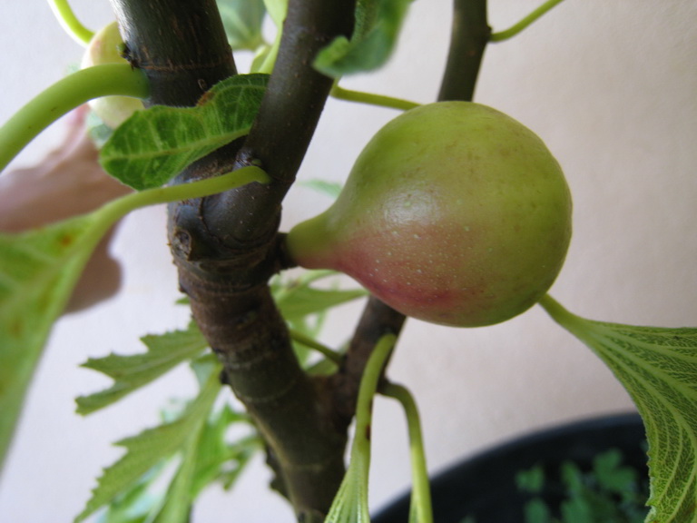 Emerald Garden: Mango, Kuini and Figs