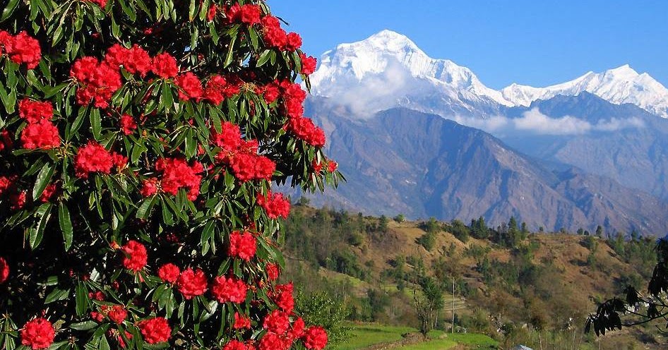nepal: natural beauty of nepal