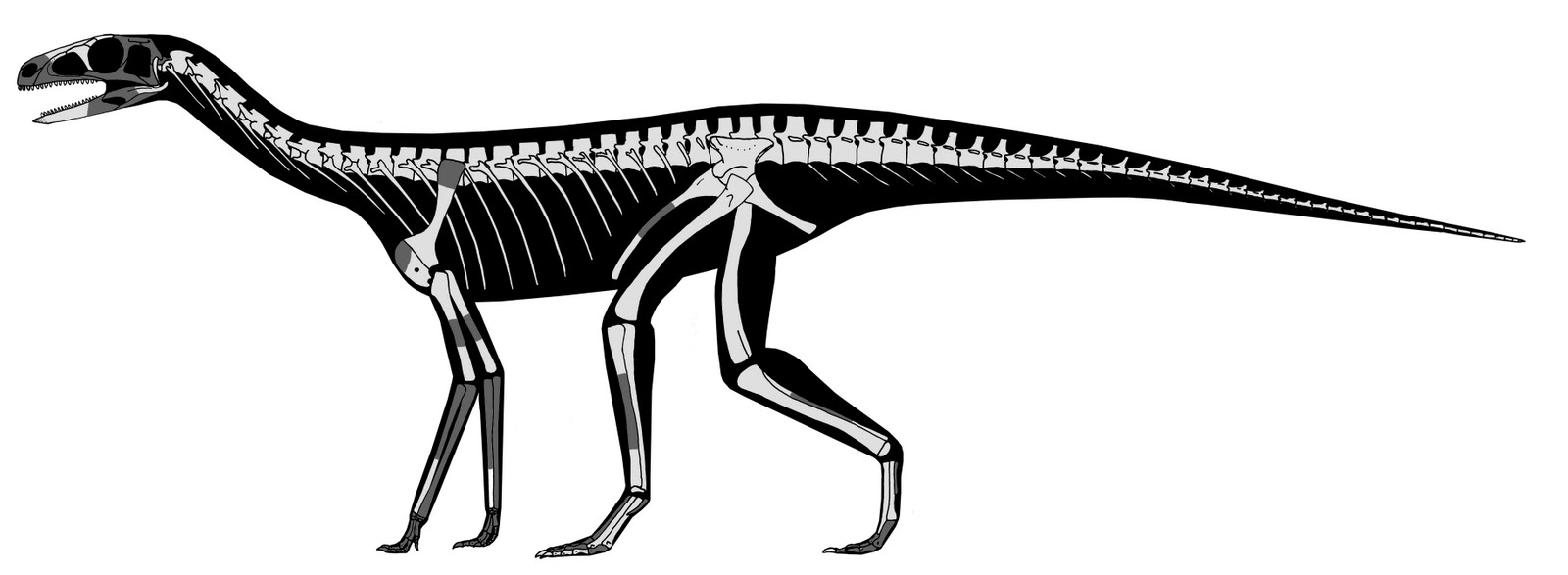 Asilisaurus