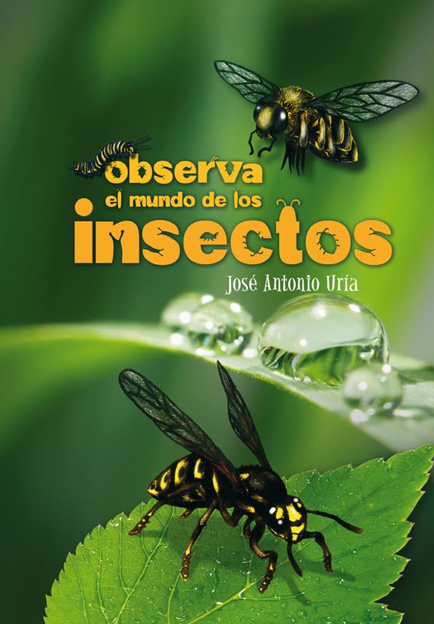 RemyBlas: ilustración y diseño: Observa el mundo de los insectos
