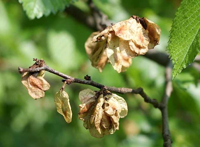 Hortus Italicus: Ulmus campestris L. 1753