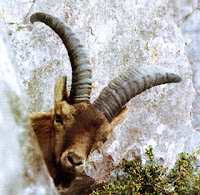 Criptozoología en España: Recordando al bucardo, el último gran ...