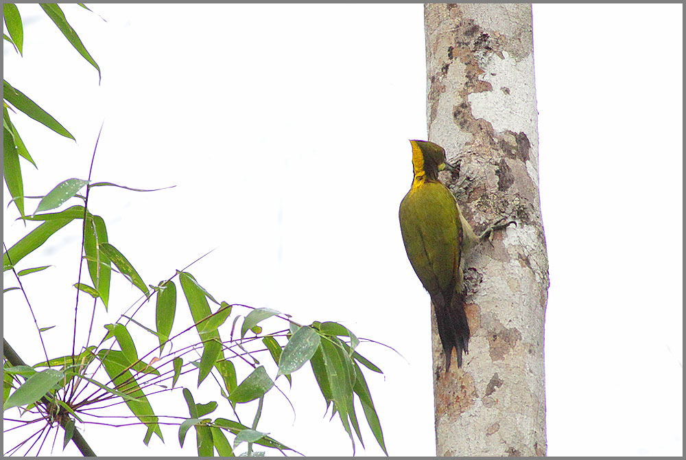 Birds and Nature Photography @ Raub: Greater Yellow Naped Woodpecker ...