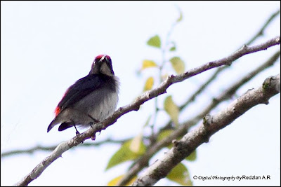 Birds and Nature Photography @ Raub: Red Capped Bird