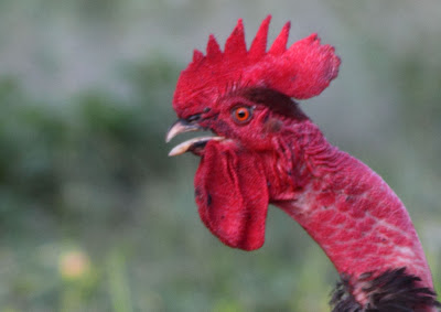 Birds and Nature Photography @ Raub: Ayam Botak - Naked Neck Rooster ...