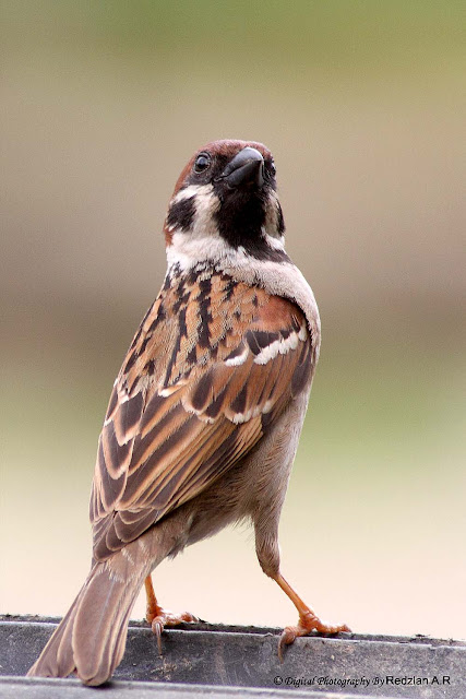 Birds and Nature Photography @ Raub: Potret Ciak Rumah - Passer ...