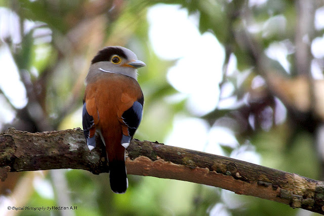 Birds and Nature Photography @ Raub: Silver-breasted Broadbill - Bird ...