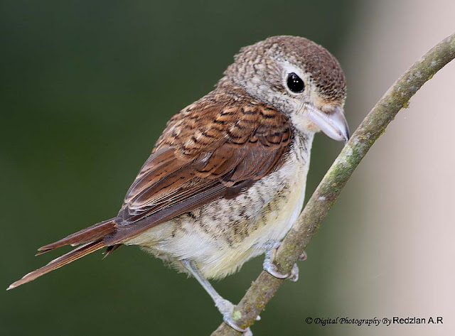 Birds and Nature Photography @ Raub: Portraiture of Tiger Shrike