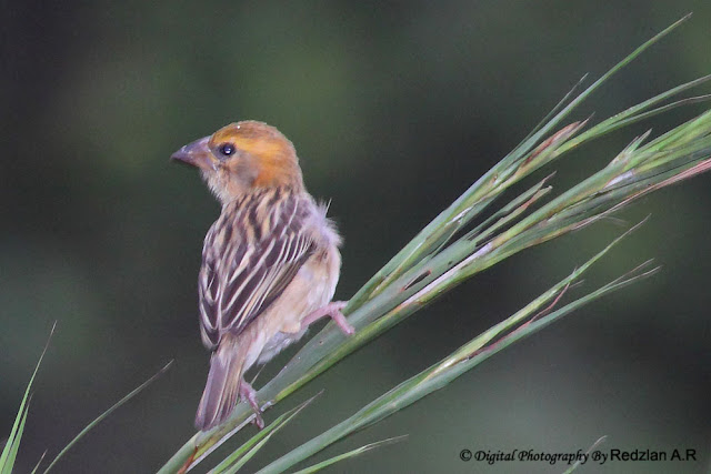 Birds and Nature Photography @ Raub: Baya Weaver - Ciak tempua