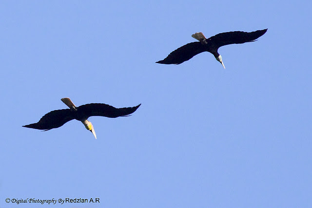 Birds and Nature Photography @ Raub: Birding on 'Pahang Hari Hol' at ...
