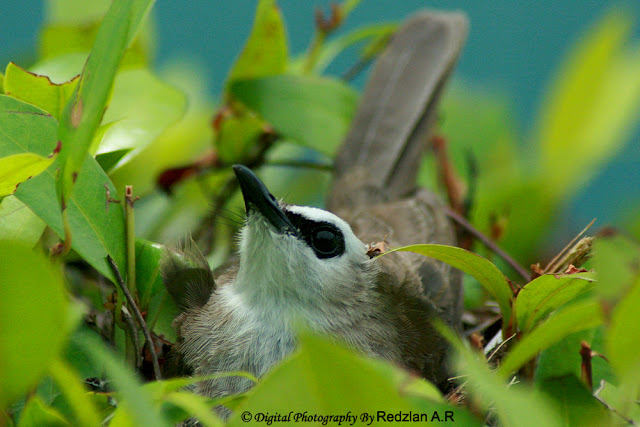 Birds and Nature Photography @ Raub: Anak Merbah Kapur - Bulbul Nesting ...