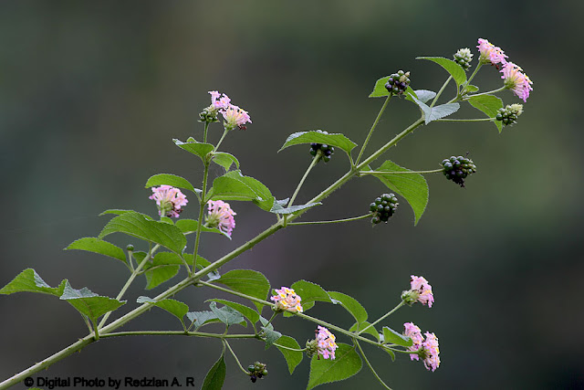 Birds and Nature Photography @ Raub: Bunga Tahi Ayam - ?Bunga Carnation ...