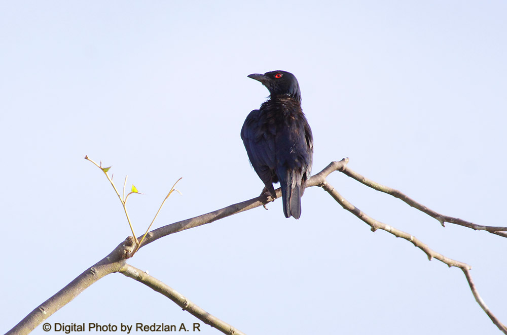 Birds and Nature Photography @ Raub: Birding at Kolej Matrikulasi Pahang