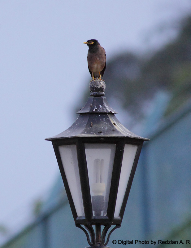 Birds and Nature Photography @ Raub: Birding at Kolej Matrikulasi Pahang