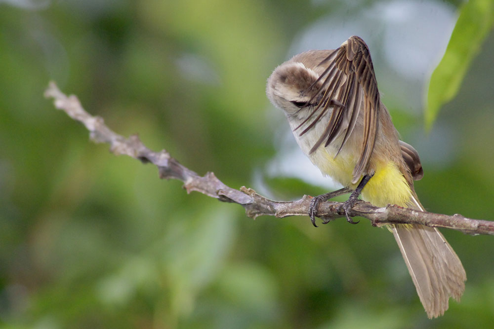 Birds and Nature Photography @ Raub: Hari Raya Birds