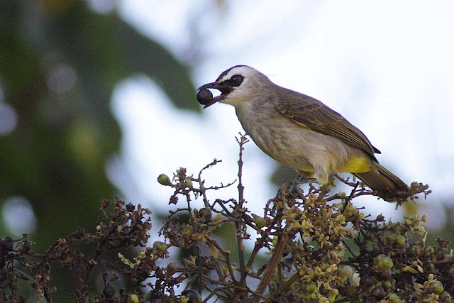 Birds and Nature Photography @ Raub: Birding during Sultan of Pahang's ...