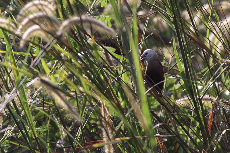 Birds and Nature Photography @ Raub: Birding during Sultan of Pahang's ...