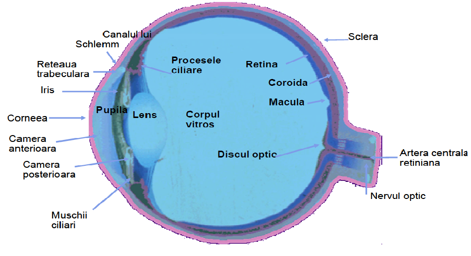 Ochiul: Tratare Teoretica