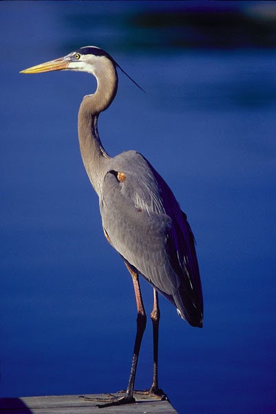 The Tidal Zone: Great Blue Heron