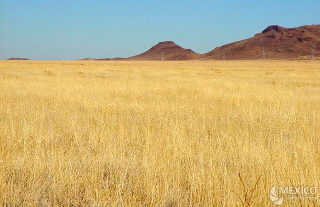 ECOSISTEMAS DE SAN LUIS POTOSI Y MEXICO