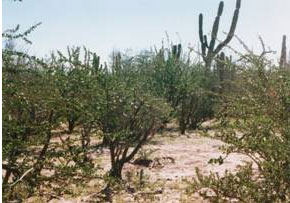 ECOSISTEMAS DE SAN LUIS POTOSI Y MEXICO